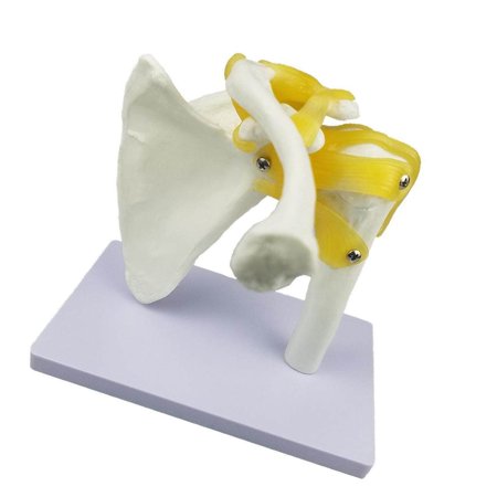 Shoulder Joint Human Anatomy Model with Functional Ligaments Tool Human ...