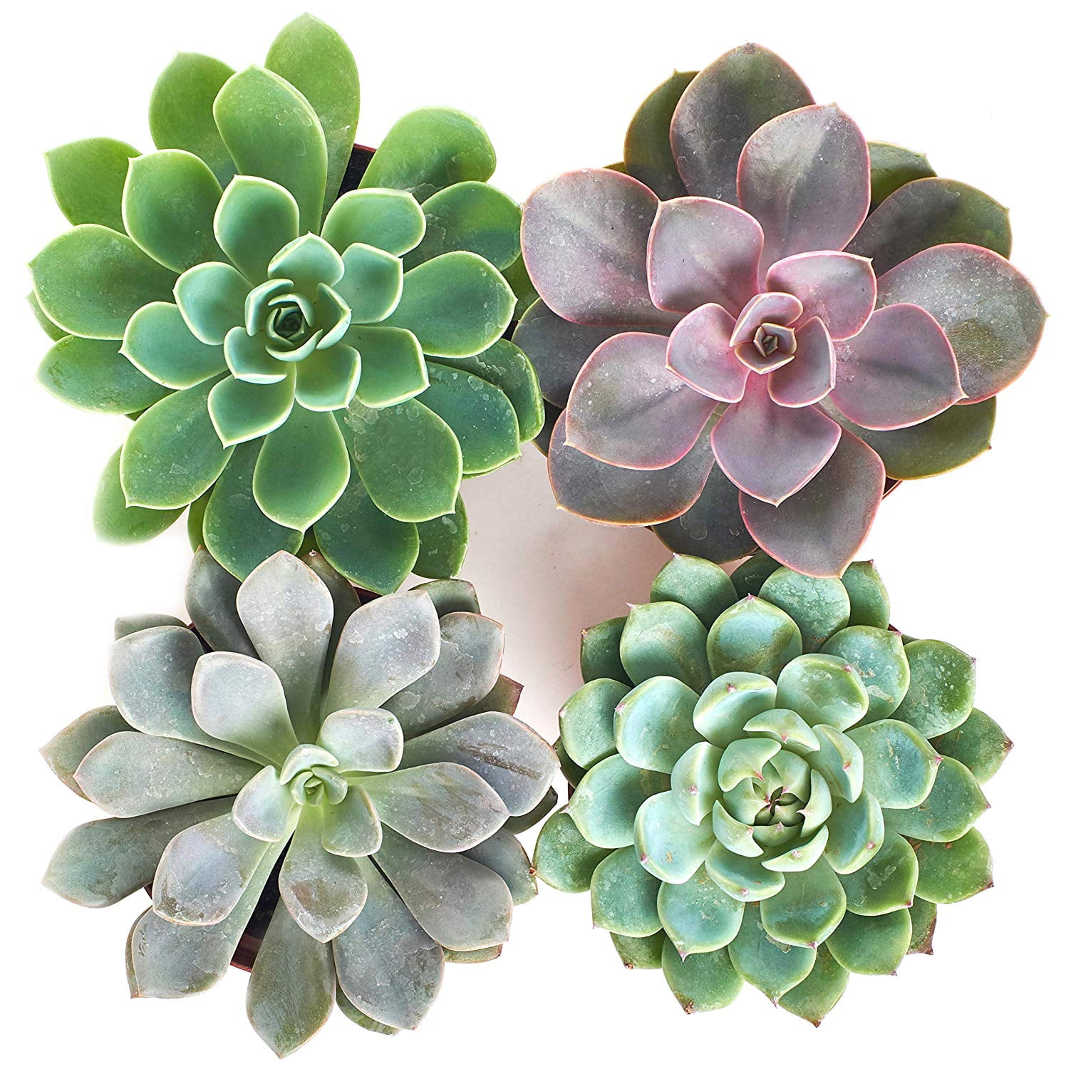 Home Botanicals 4 Inch Rosette Succulent Collection Succulent ...