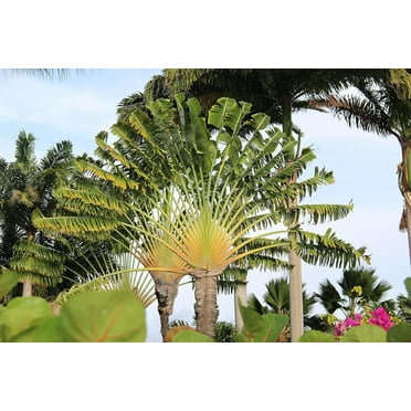 Ribbon Palm - Live Plant in a 3 Gallon Growers Pot - Livistona Decora ...