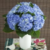 Bloomingmore - Shocking Blue Hydrangea Fresh Flowers, 30 Stems ...