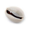 The Bead Chest Drilled Cowrie Shells (Large) - Walmart.com