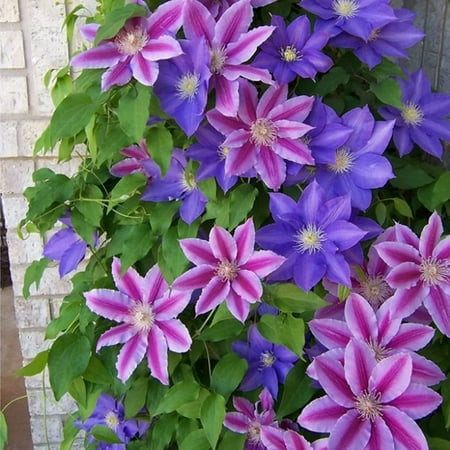 Clematis s - Clematis Climbing Flower s for Planting - Non GMO - Easy ...