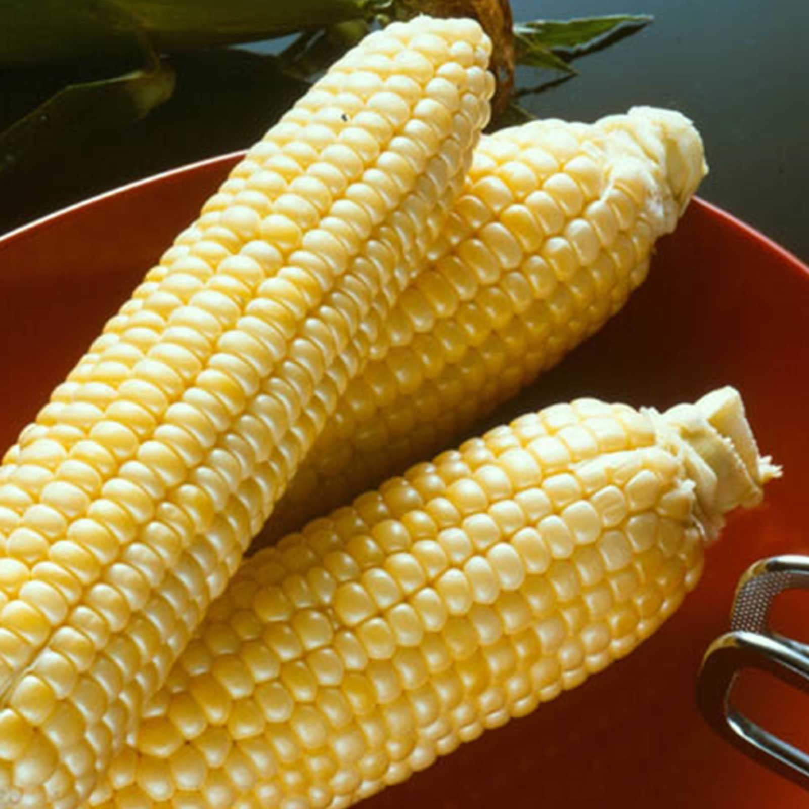 Sugar Buns Hybrid Corn Garden Seed (Treated) - 1 Lb - Non-GMO, Sugary ...
