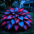Premium Perennial Hosta - Hosta Bulbs - Suitable for Outdoor Decoration ...