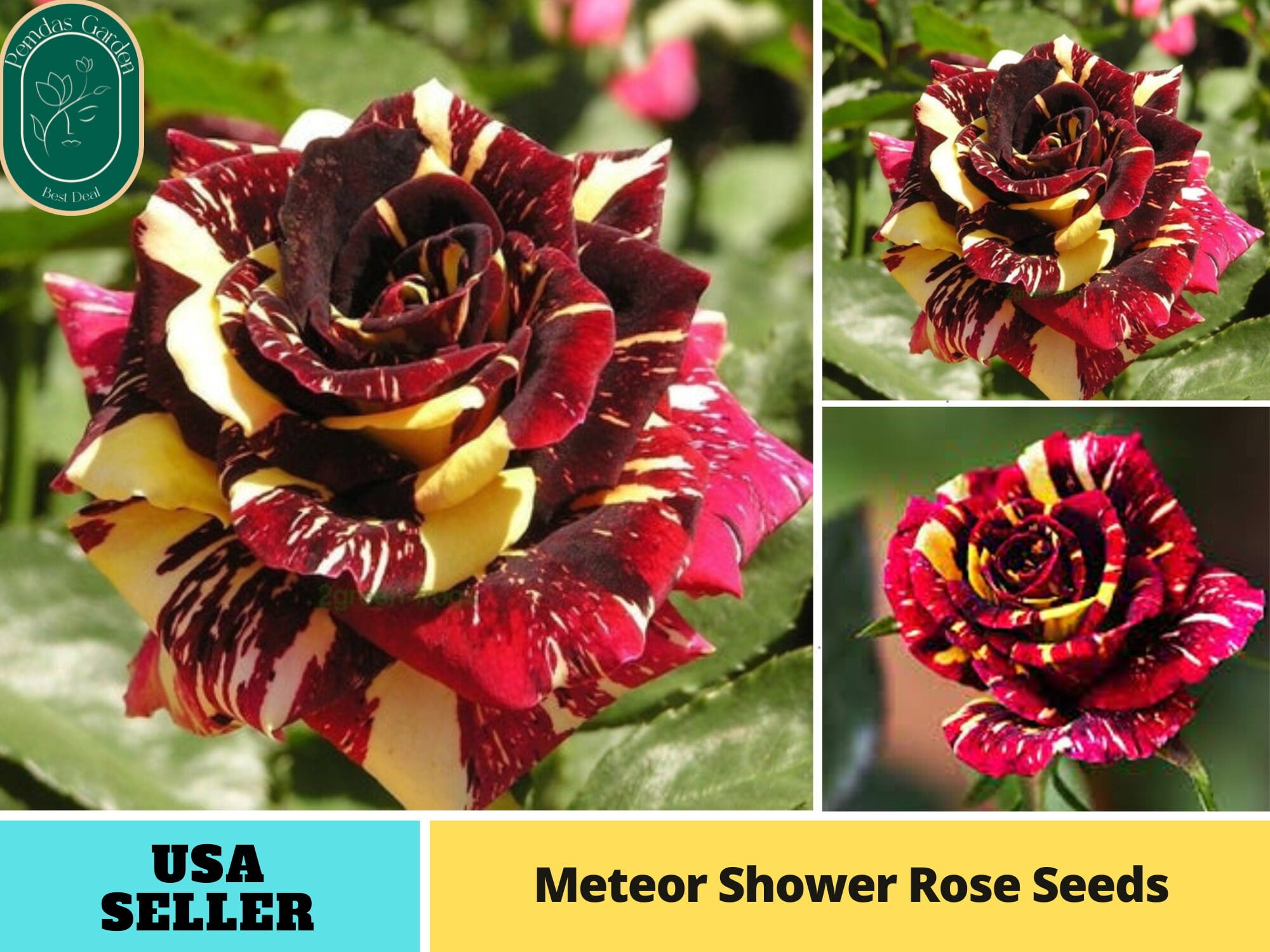30+ Seeds| Meteor Shower Perennial Flower Rose - Authentic Seeds ...