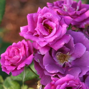 Heirloom Roses - Veranda Lavender Rose Bush, Garden Flower Shrub, Live ...