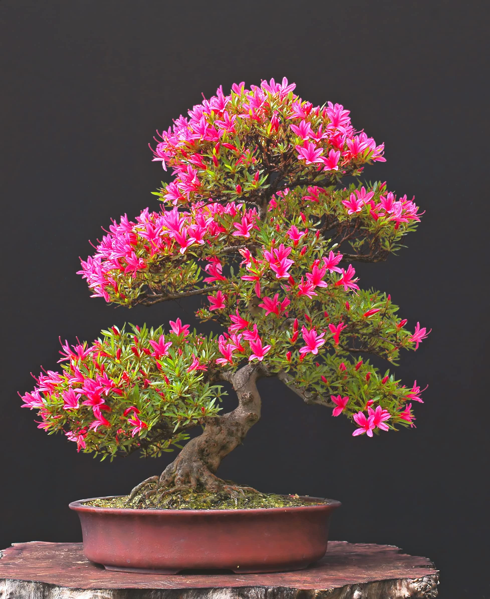 Pink Azalea Bonsai Tree Seeds for Planting- 30 Seeds - Prized Flowering ...