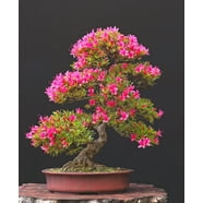 Bonsai Flamboyant Flame Tree Seeds to Grow | 20 Seeds | Delonix regia ...