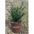 Southern Living Yewtopia Plum Yew Live Shrub in 2-Gallon Grower Pot - Walmart.com
