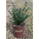 Southern Living Yewtopia Plum Yew Live Shrub in 2-Gallon Grower Pot ...