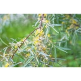 Seedville USA, American Silverberry Seeds, Elaeagnus Commutata, Silvery ...
