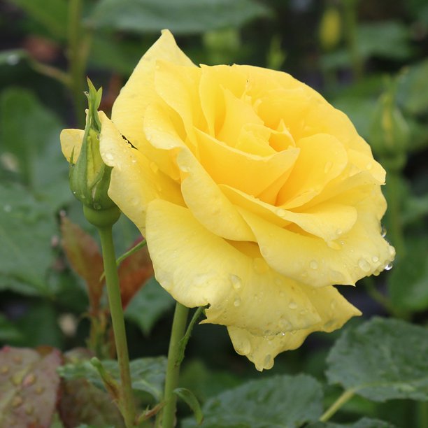 Sunsprite Floribunda Rose by Heirloom Roses - Live Yellow Rose Plant ...