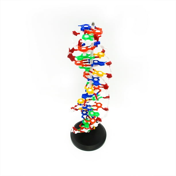 DNA Helix Double Molecular Model By Trademark Scientific - Walmart.com