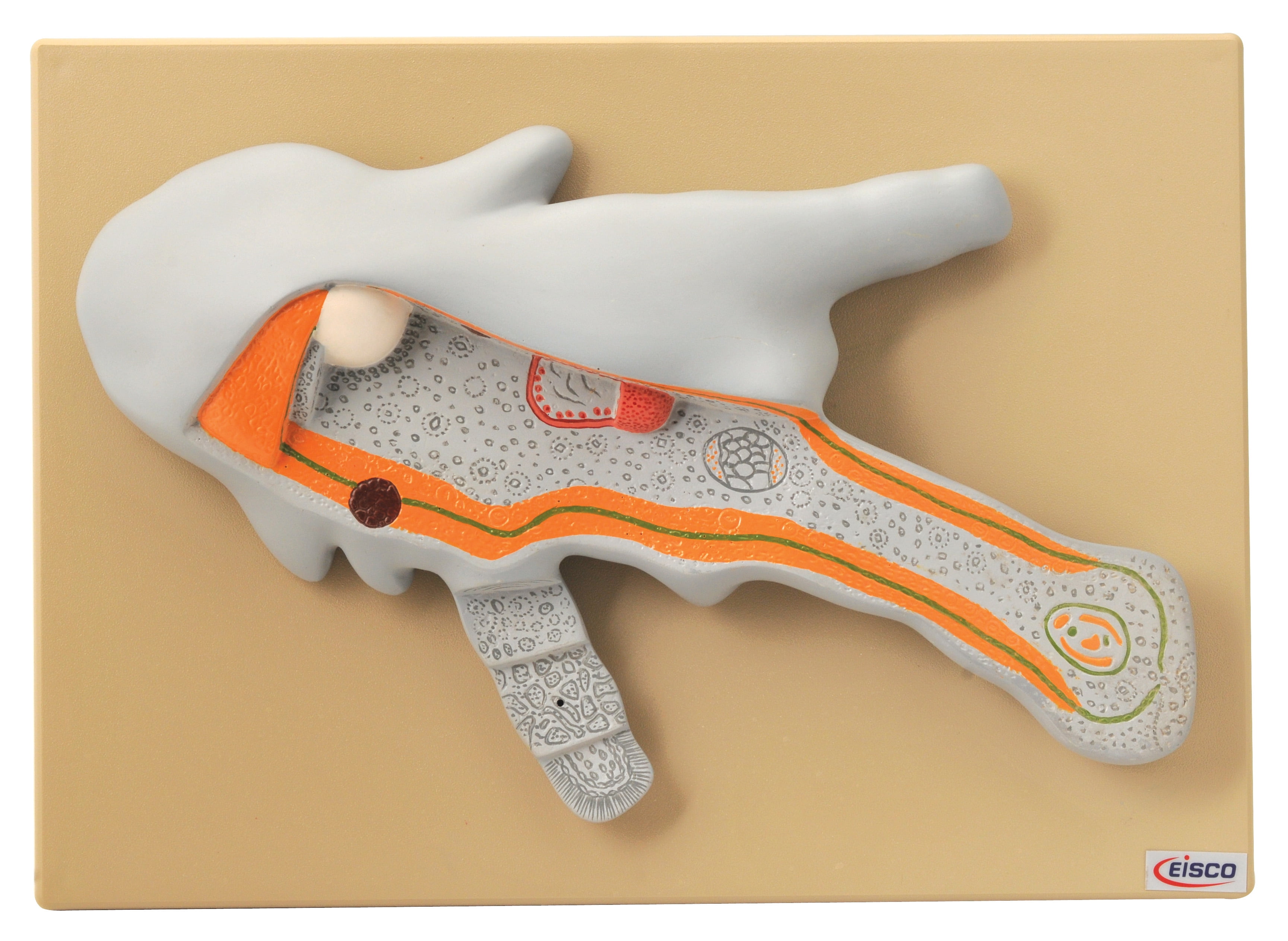 Eisco Labs Amoeba Model - Walmart.com