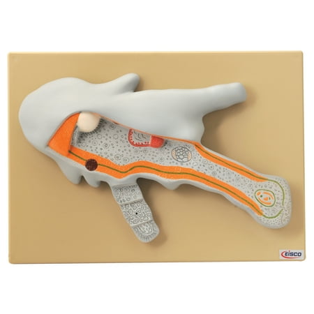 EISCO Plastic Amoeba Model | Walmart Canada