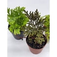 Club Moss Assortment, 2 inch pots, 3 Different Mossy Ferns, Green, red ...