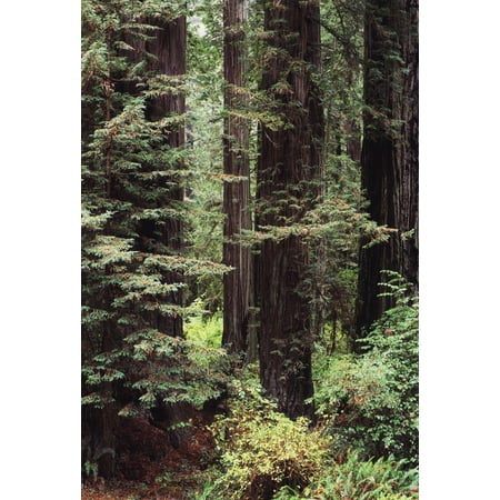 USA, Jedediah Smith Redwoods State Park; California, Old Growth Of Tall ...