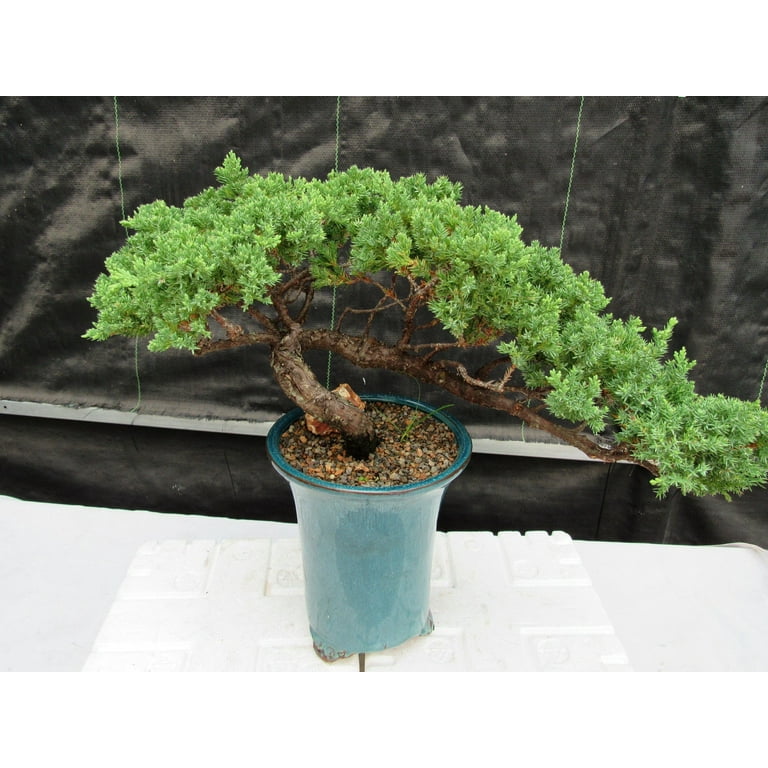 Juniper Bonsai Cascade