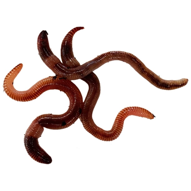European Nightcrawlers