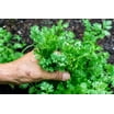 40 CONEHEAD THYME Thymus Capitatus syn. Thymbra Capitata Mediterranean ...