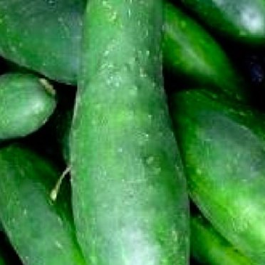 Burpee II Hybrid Cucumber Garden Seeds - 500 Seeds - Non-GMO Vegetable ...