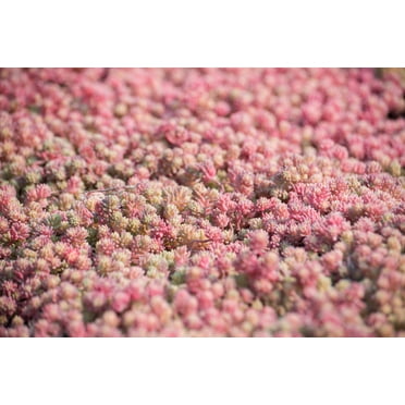 10 * Seeds EMERALD ASPARAGUS FERN A. Densiflorus Mazeppa Houseplant ...