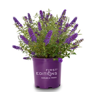 First Editions Buddleia Funky Fuchsia Live Shrub in 2-Gallon Grower Pot ...
