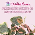Variegated String of Hearts, 2 inch Set of 3, Ceropegia woodii ...