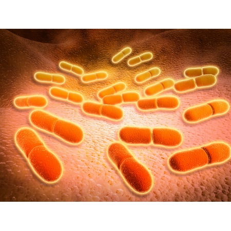 Microscopic view of Listeria monocytogenes. Listeria monocytogenes is ...