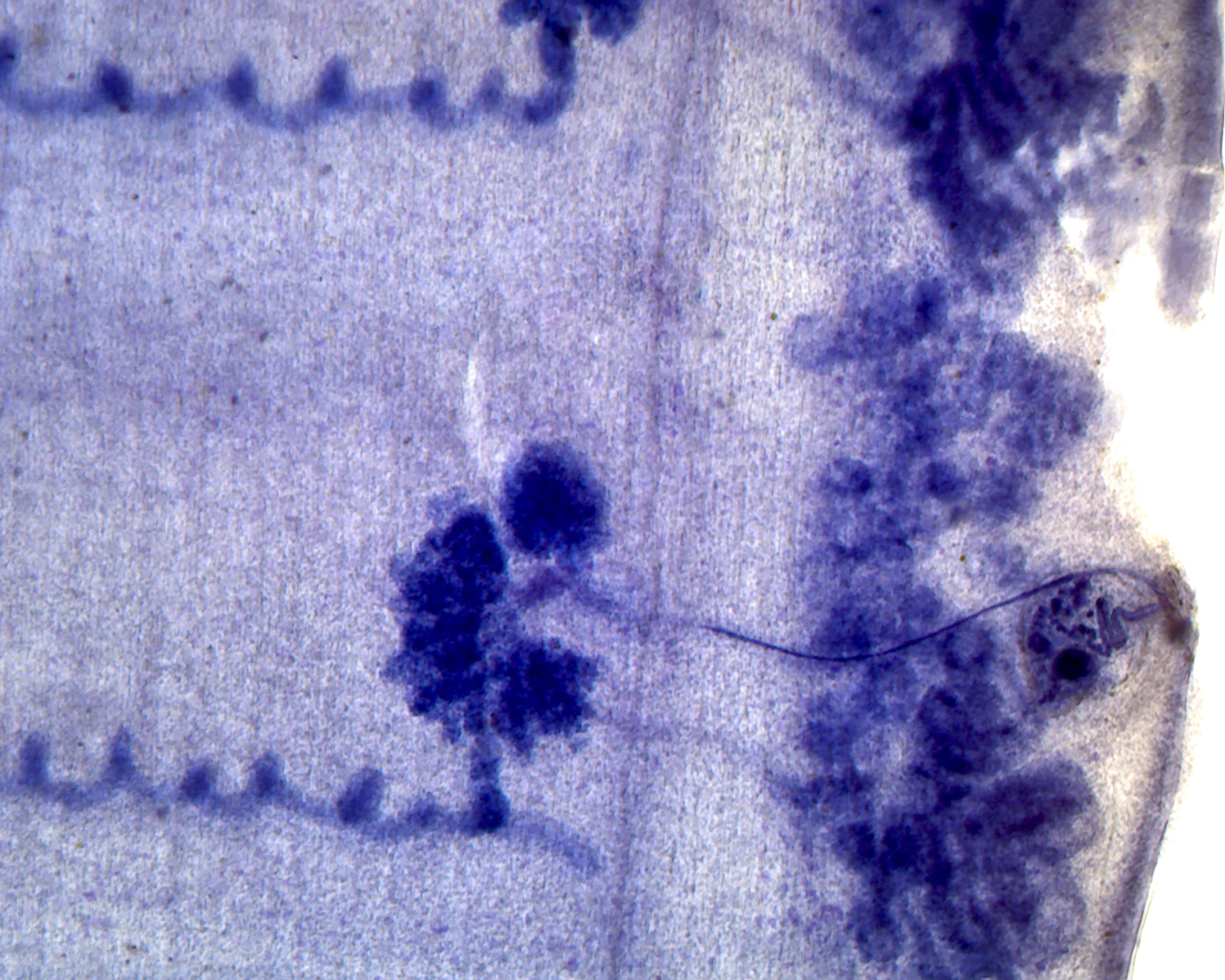 GSC International PS0375 Taenia Pisiformis (Cat and Dog Tapeworm ...