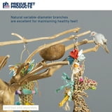 Prevue Pet Products Coffeawood Java Tree Small Floor Playstand Style #2 ...