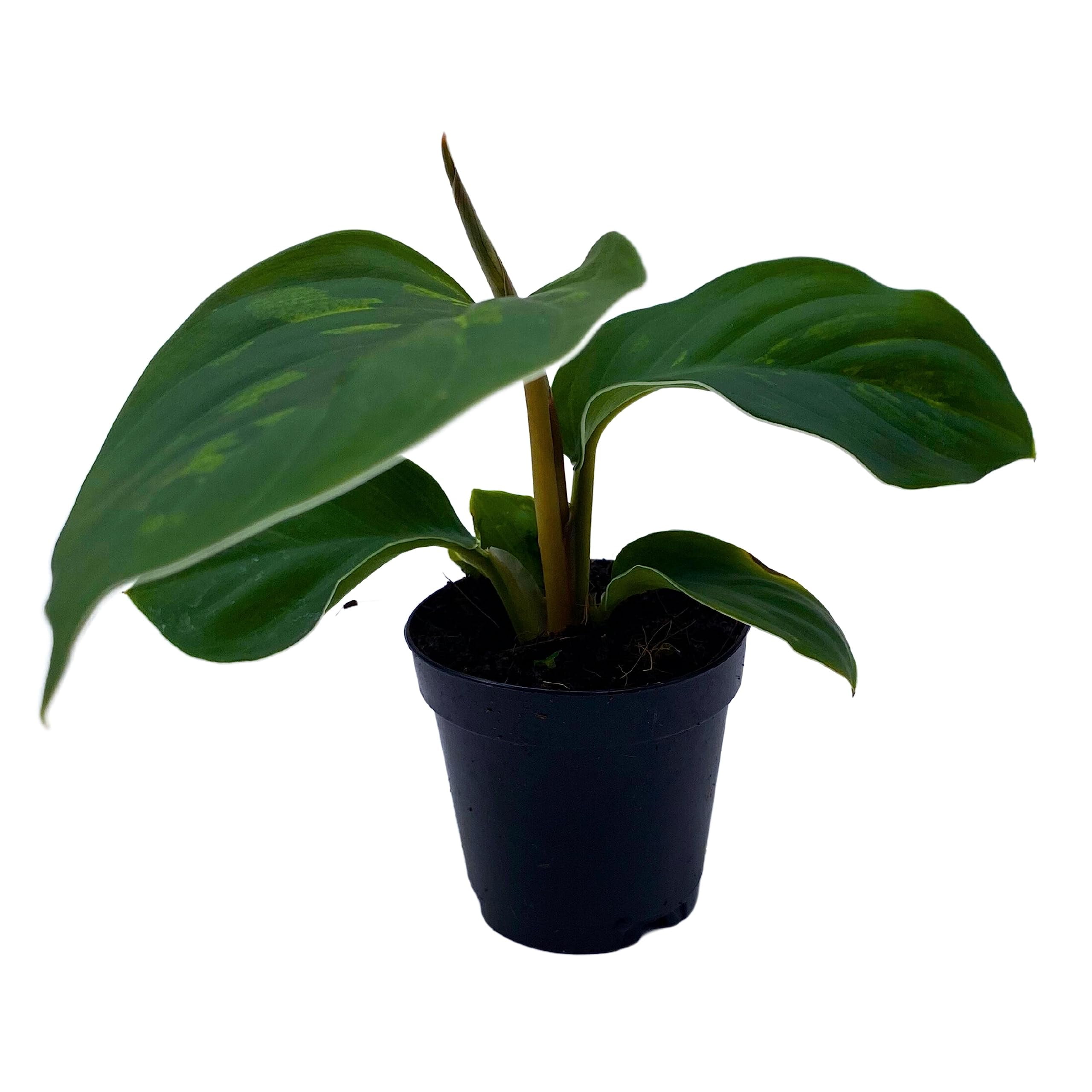 Homalomena Camouflage, Adelonema Wallisii, Payau, Payaw, Alupayi ...