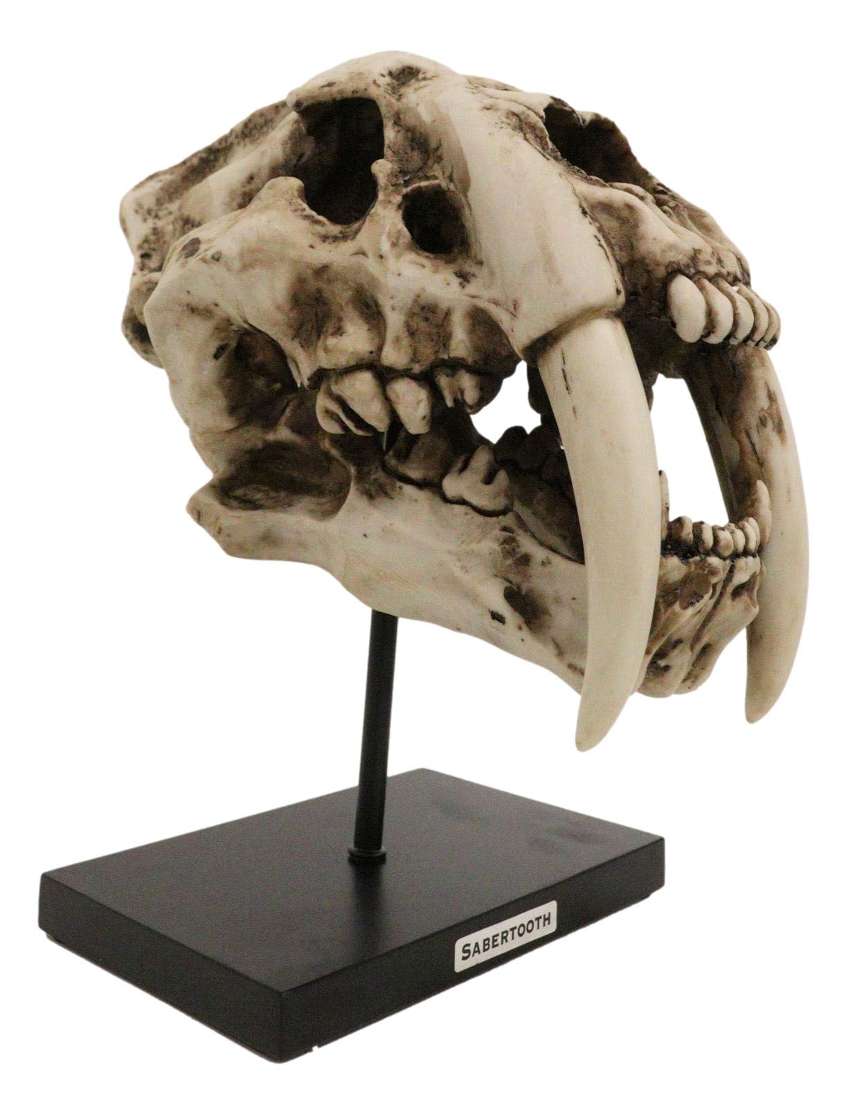Sabertooth Skull Replica