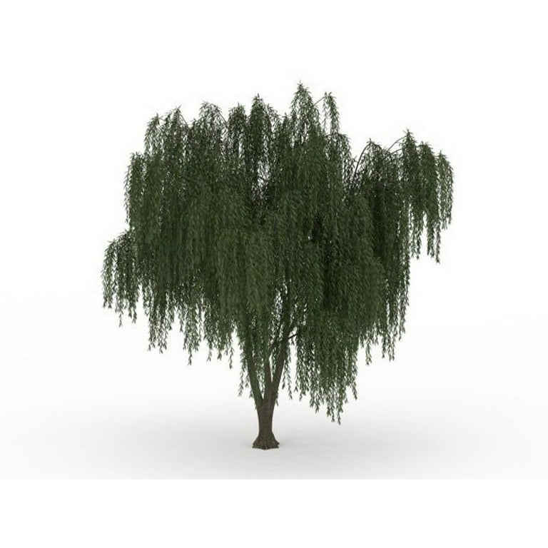 Weeping Willow Trees For Small Gardens | Fasci Garden