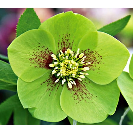Green Gambler Lenten/Christmas Rose - Helleborus - Shade Lover - 2.5 ...