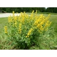CZ Grain 50 Large Yellow Wild Indigo Plant Seeds - Walmart.com