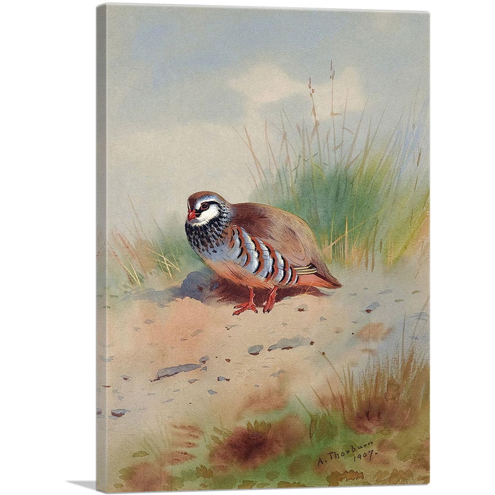 ARTCANVAS Red-Legged Partridge 1907 Canvas Art Print by Archibald ...
