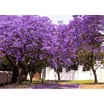 25 BLUE JACARANDA TREE ( Fern Tree / Brazilian Rose Wood / Green Ebony ...