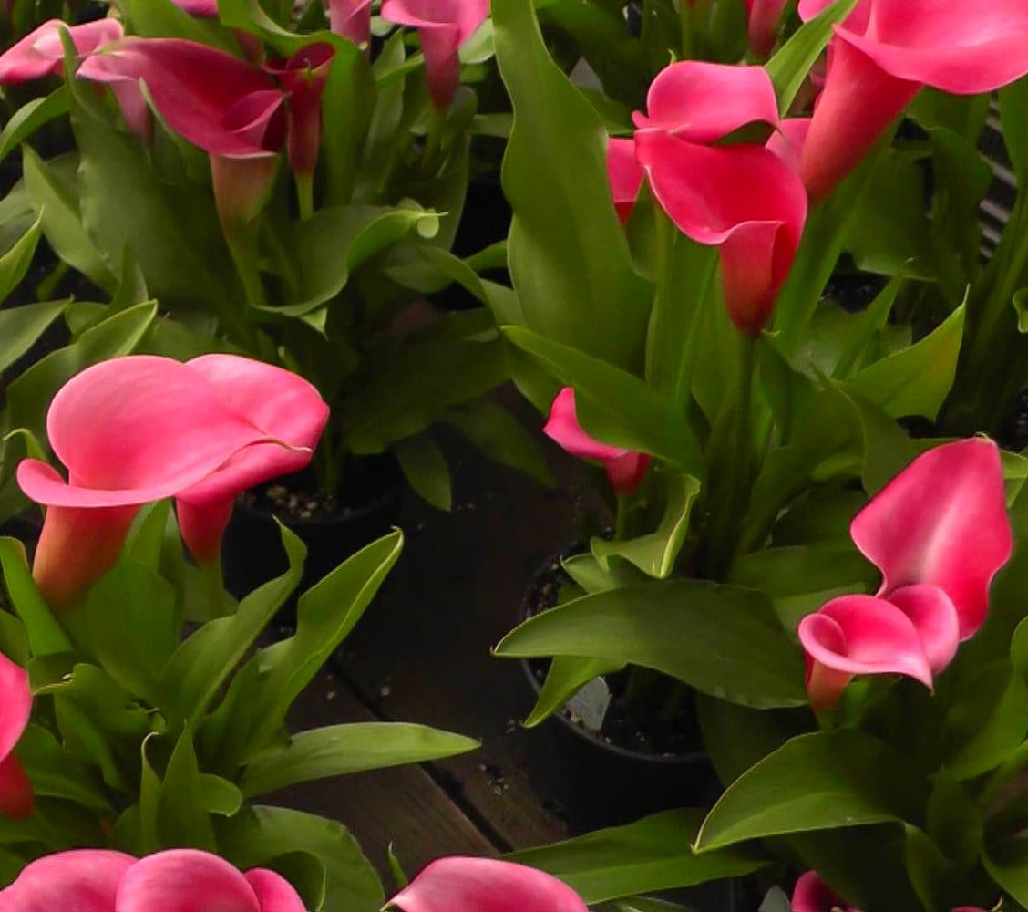 Lipstick Calla Lily Bulb plus Hirt's Bulb Food - Grow Indoors or Out ...