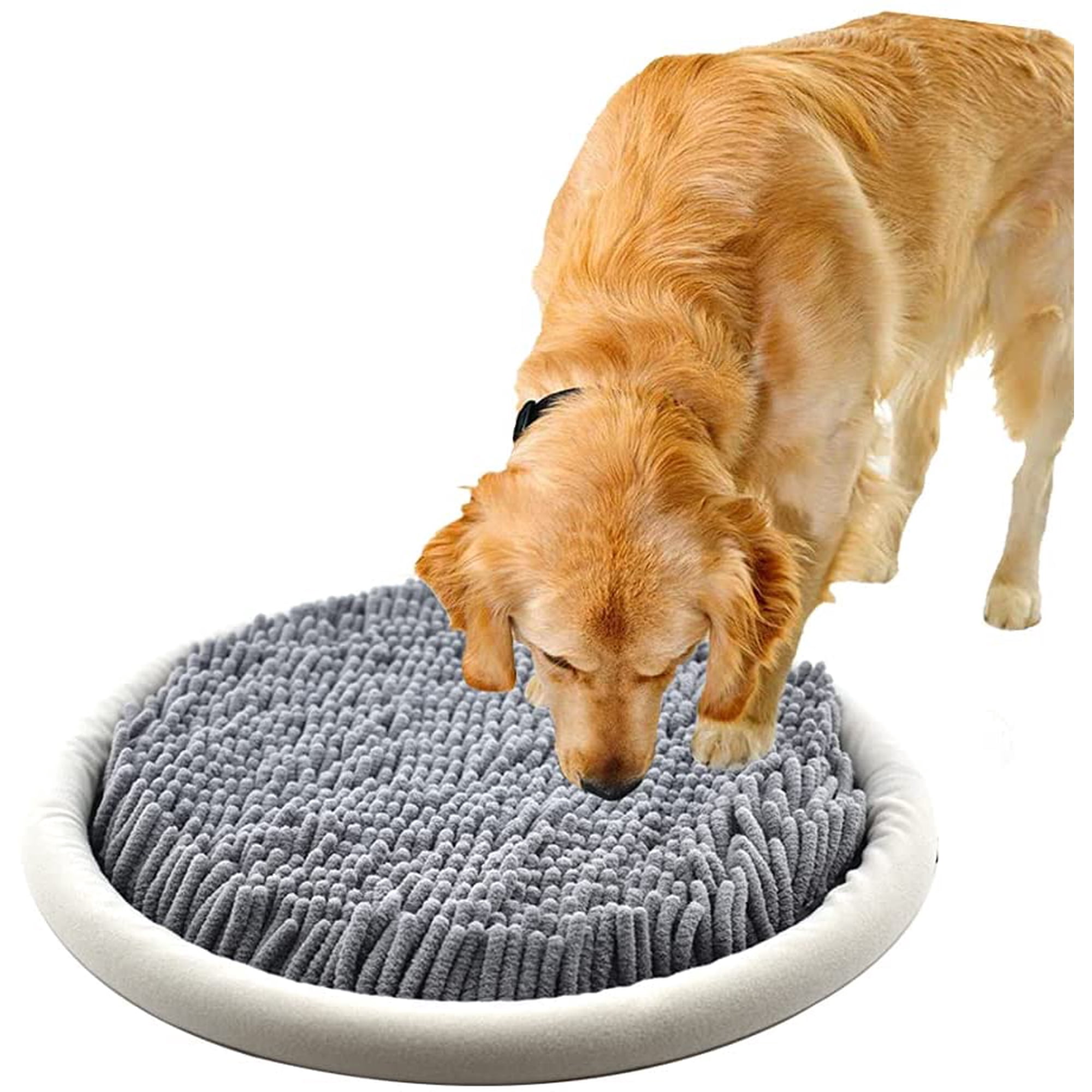 A Dog In A Good Environment