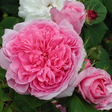 Heirloom Roses - Purple Beauty Hybrid Tea Rose Bush - Fragrant Roses ...