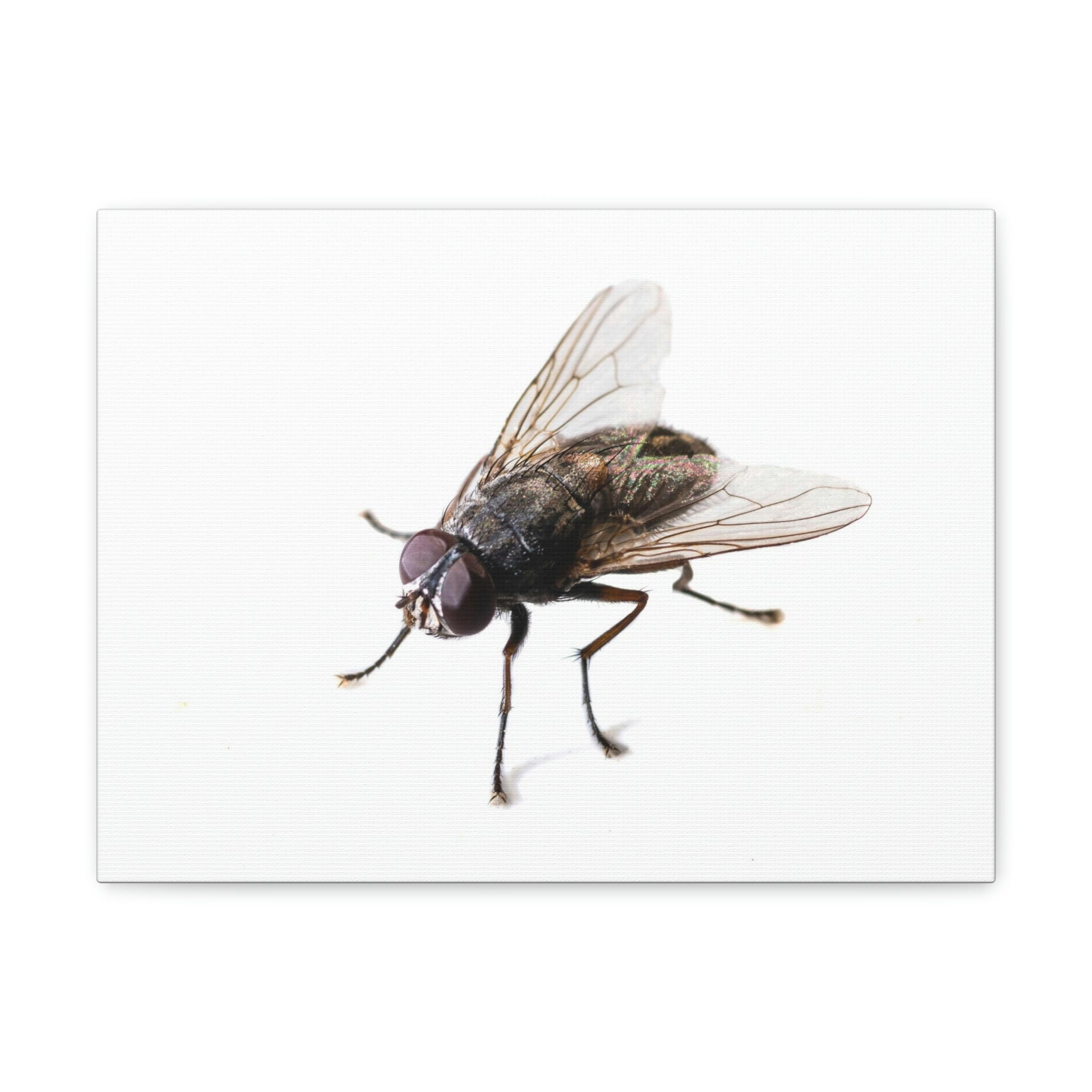 Majestic Black Fly Art Majestic Black Fly Hound Print Animal Wall Art ...