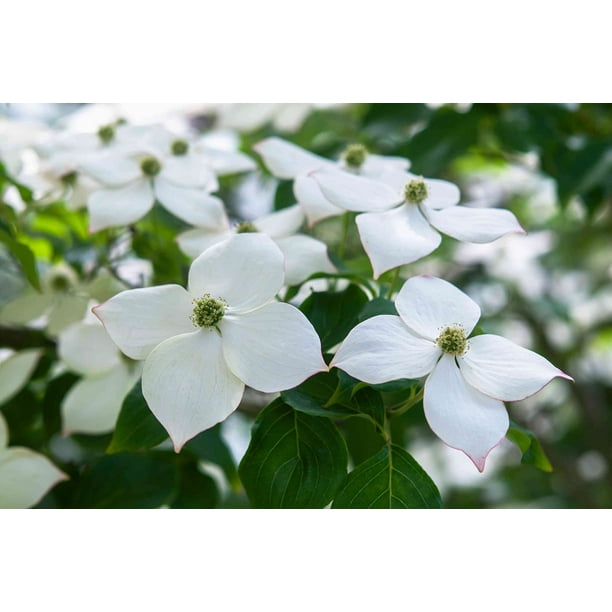 Flowering Kousa Dogwood Seeds for Planting - 40 Seeds - Cornus kousa - Walmart.com