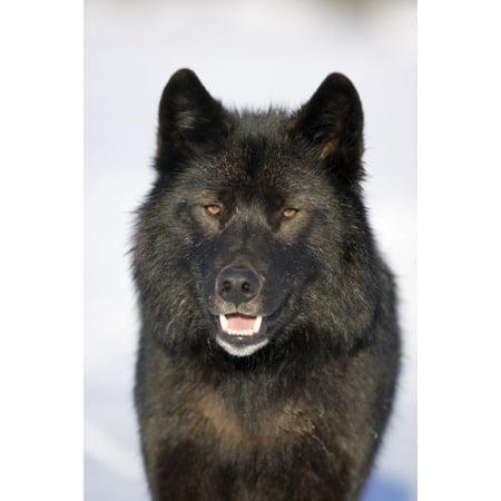 Close-Up Archipelago Wolf In Black Color Phase Standing On Snow Field ...