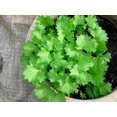 50 SPADELEAF Edible Coinwort Centella Asiatica Gotu Kola Herb Pink ...