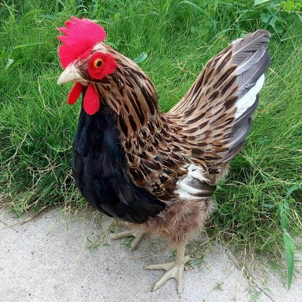 Lifelike Hen Model Realistic Chicken Statue Realistic Animal Figurine ...