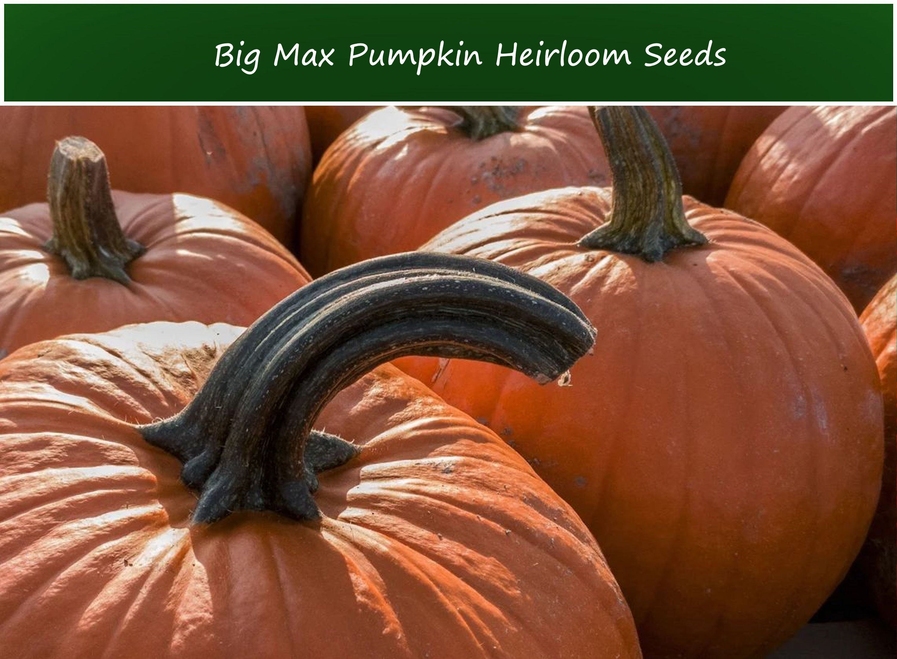 Tropical SEEDS-Big Max Pumpkin 20 Seeds -Vegetable Seed -- Perfect for ...