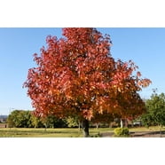 Apple Tree Seedlings for Planting - Malus Pumila, Common Apple - No ...