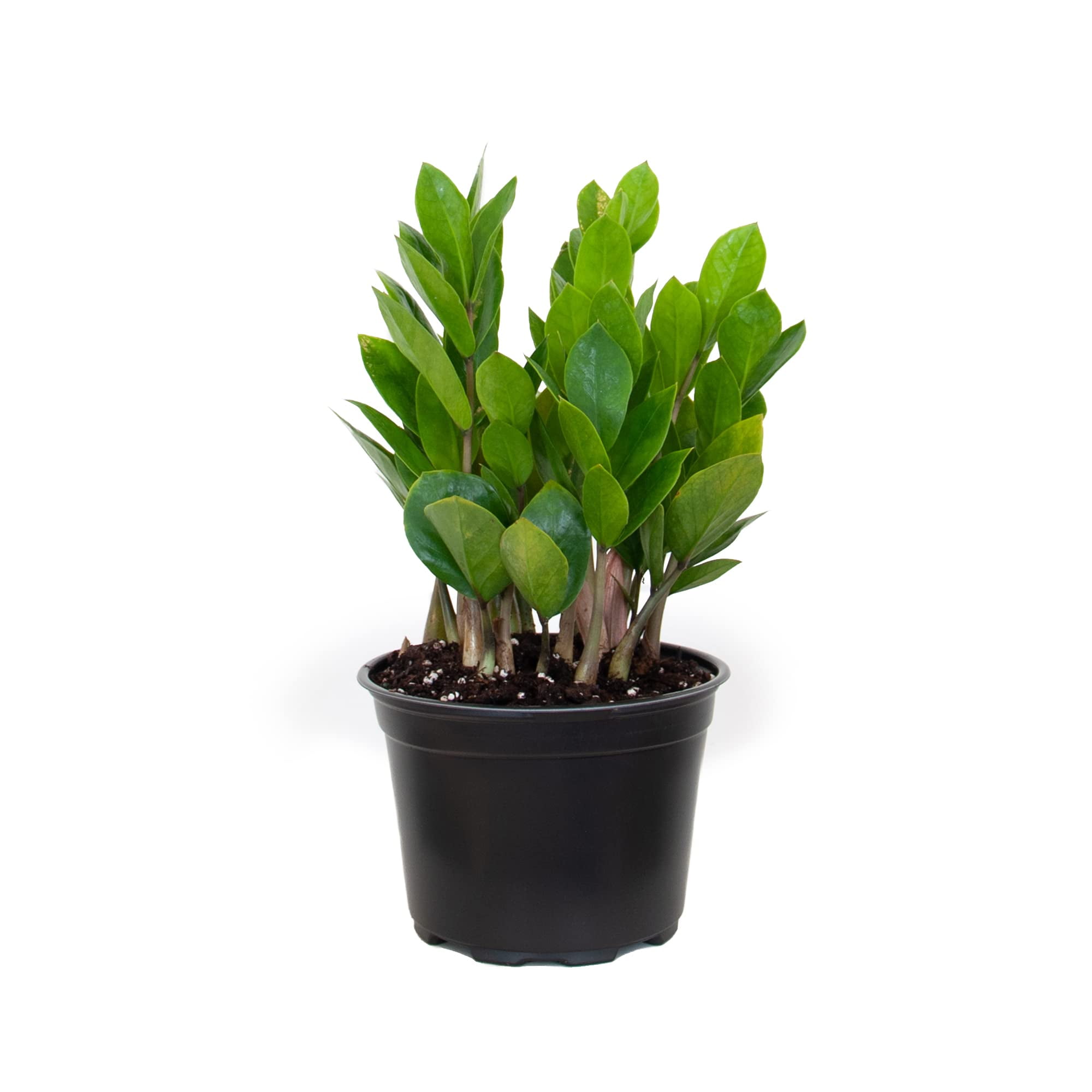 Click here for United Nursery Zz Plant - Zamioculcas Zamiifolia I... prices