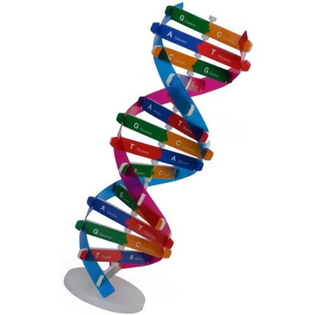 Kids DNA Model DNA Double Spiral Model Science Educational Model ...